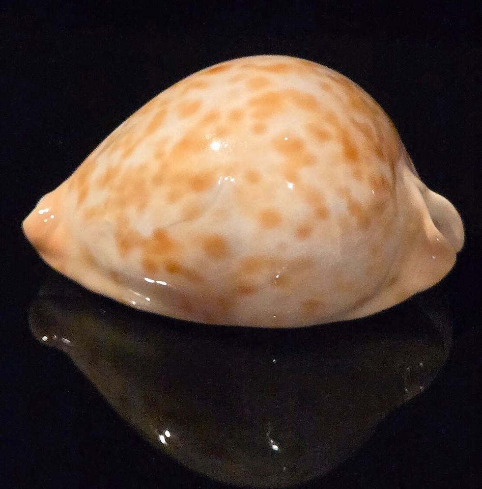 A-100 Cypraeidae Zoila Thersites Contraria - RARE BIG - Collector's ...