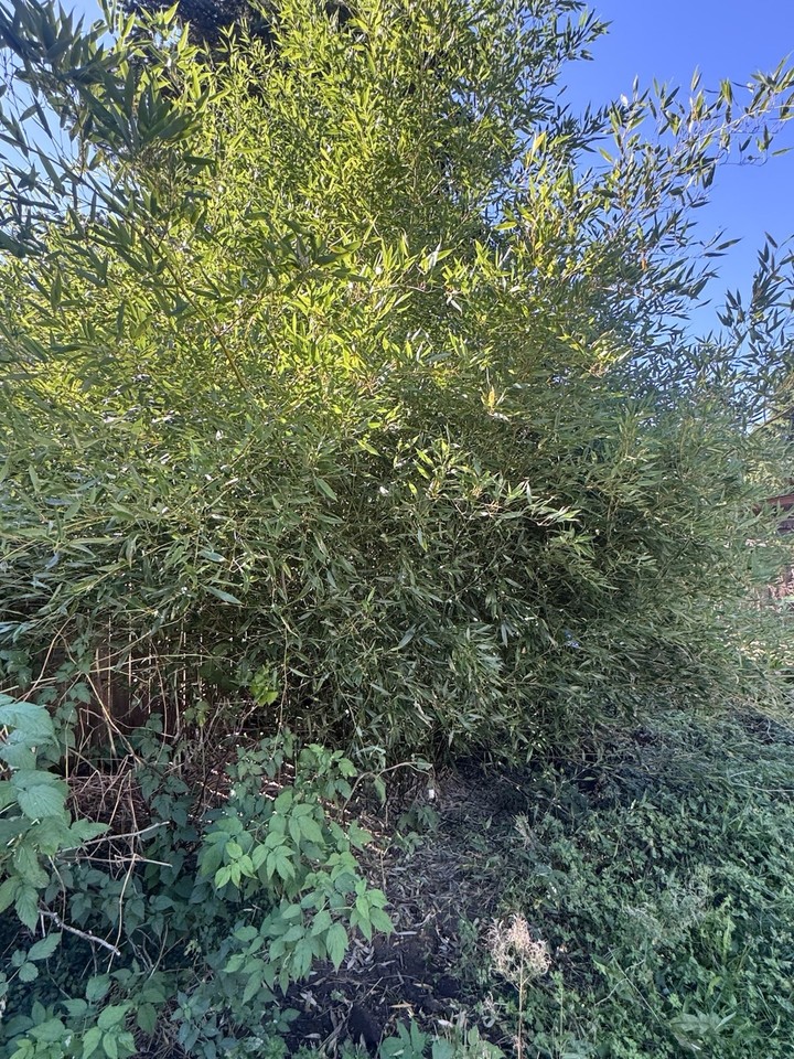 Cold Hardy Bamboo Rhizomes Bisetti Fall Sale phyllostachys bissetii | eBay
