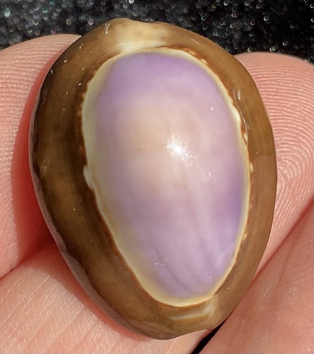 Vtg Cypraea Caput Serpentis Seashell Cowrie Cowry Shell Gem 30mm Purple ...