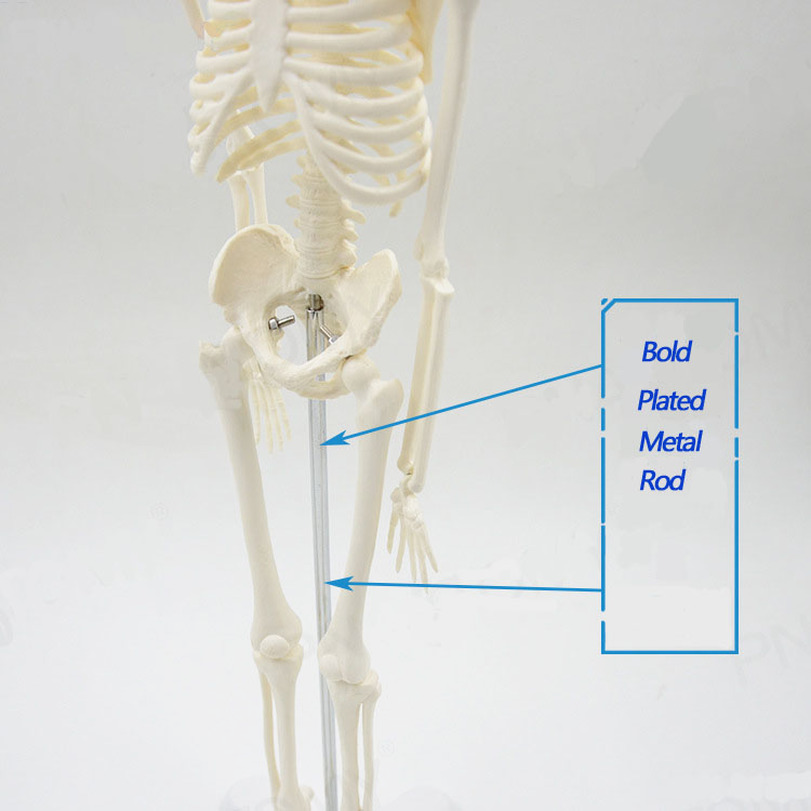 Human Anatomical Skeleton Model 45CM Medical Learn Anatomy Halloween ...
