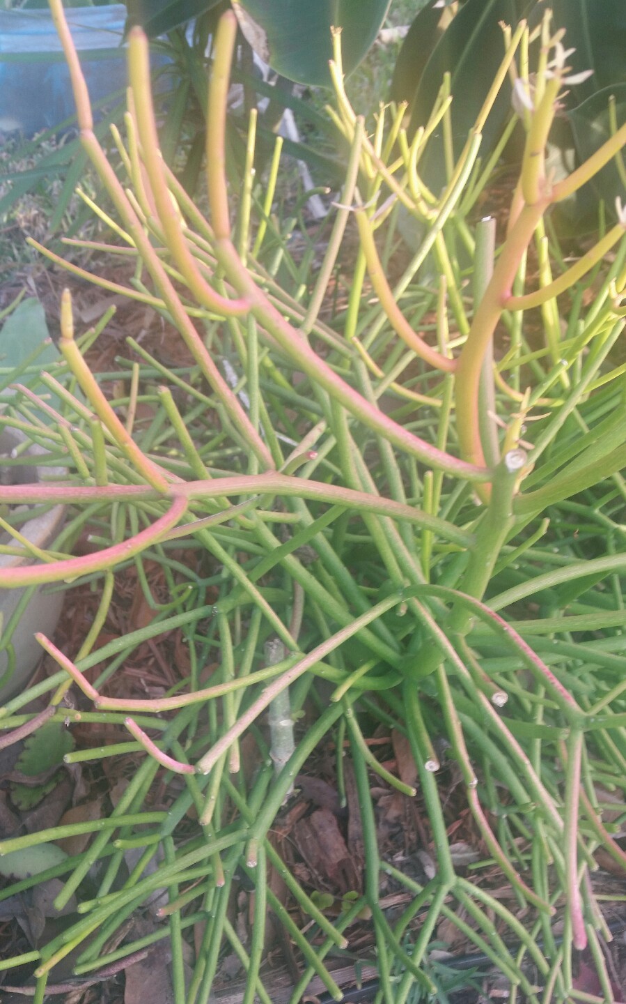 Sticks on Fire Pencil Cactus Euphorbia Tirucalli Succulent - 5x Fresh ...