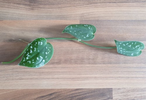 Satin pothos cutting. Small root nodes and three leaves. (Scindapsus ...