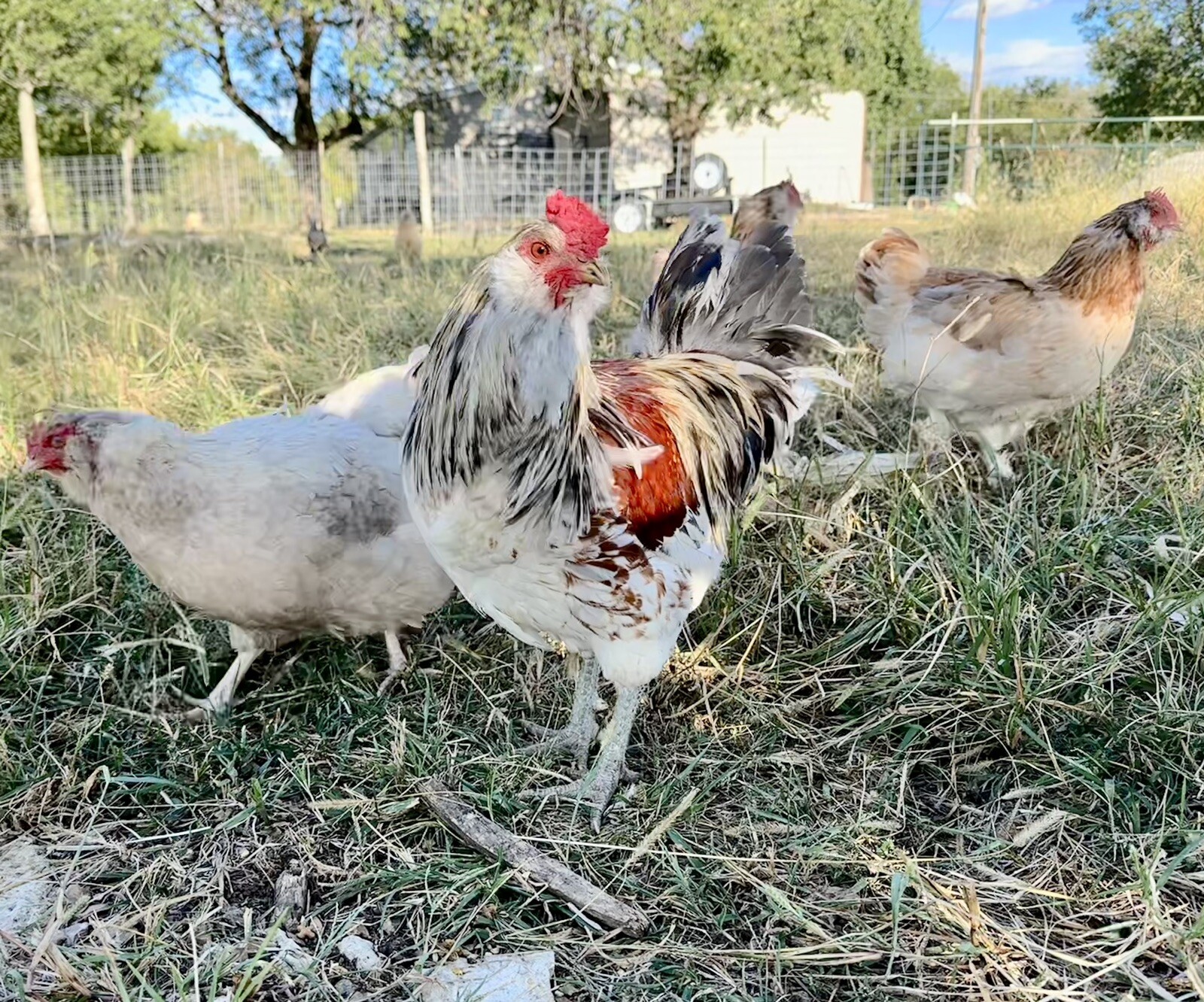 6+ Chicken Hatching Eggs Ameraucanas, Easter Eggers, Salmon Faverolles ...