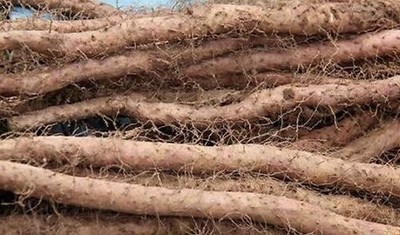 Rhizoma Dioscoreae Chinese Yam 山药 Rooted Plant x2 | eBay Australia