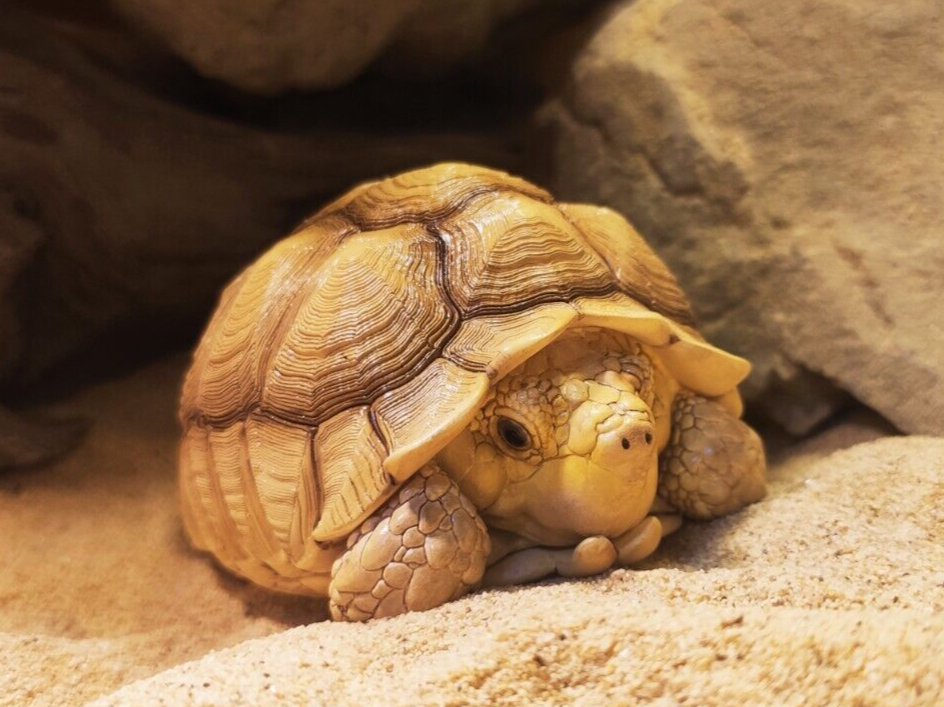 African Spurred Tortoise Pyramiding