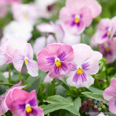 200+ Panola Pink Shades Mix Pansy (Viola) Seeds for Garden - FREE ...