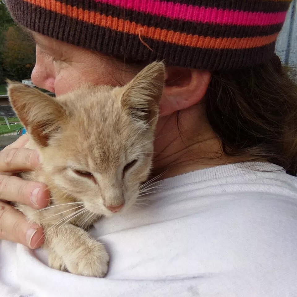 Ruffian A Racetrack Romance by William Nack hc book + help feed | eBay