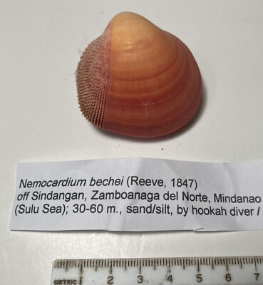 Nemocardium bechei. Bechei's Cockle. Great shape. Philippines | eBay
