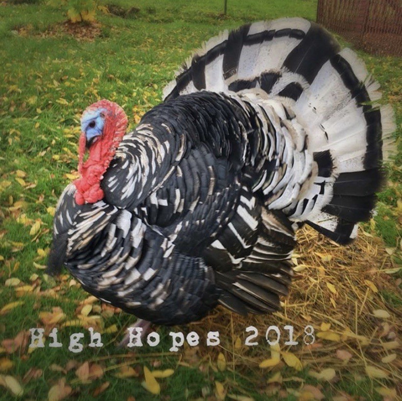 Mottled Black Heritage Turkey Hatching Eggs (14) | eBay