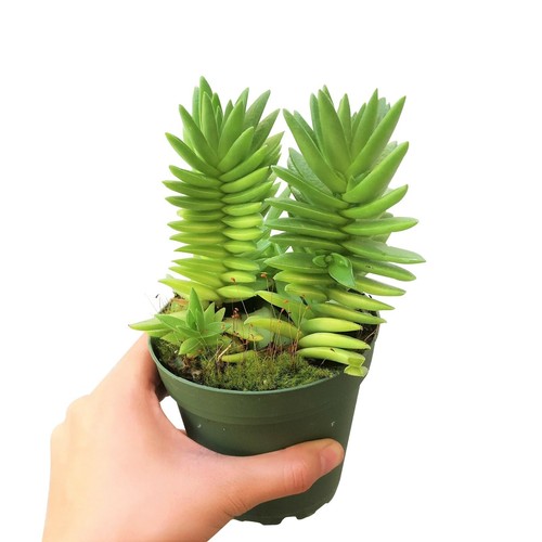 Crassula Red Pagoda - Shark's Tooth Succulent | Best Indoor (2'' or 4 ...