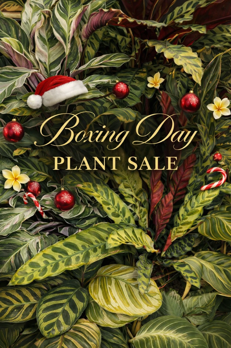 Boxing day plant sales - eBay Live