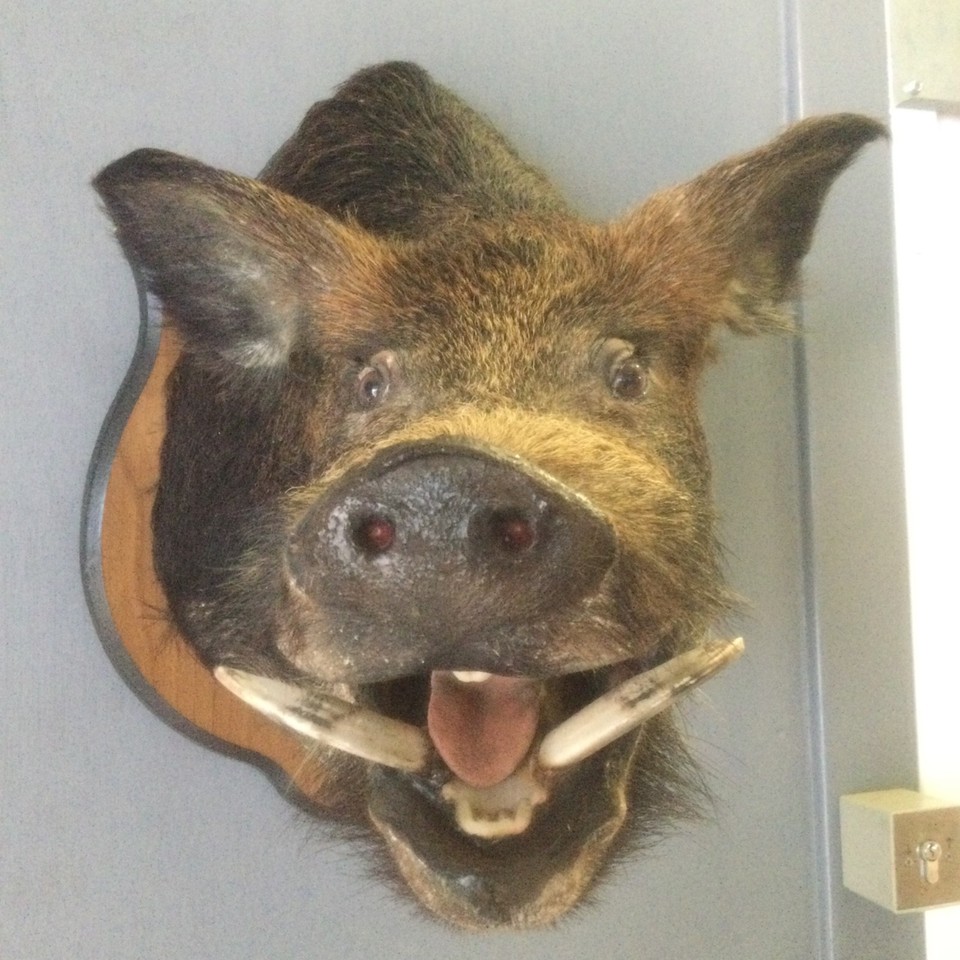 American Wild Boar Head Mount, Taxidermy, Man Cave, Hunting Trophy ...