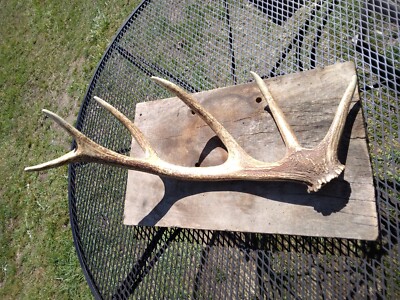 Elk Antler Shed 6 Points | eBay