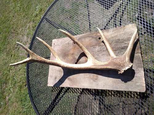 Elk Antler Shed 6 Points | eBay