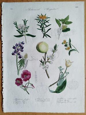 Lupinus Amygdalis - Large Original Botanical Print Drapiez Folio - 1833 ...