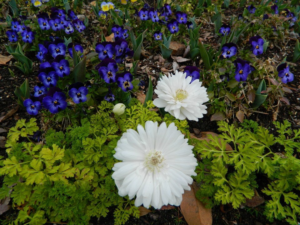30 ANEMONE DOUBLE MOUNT EVEREST (ST BRIGID) BULBS WHITE IDEAL FOR ...