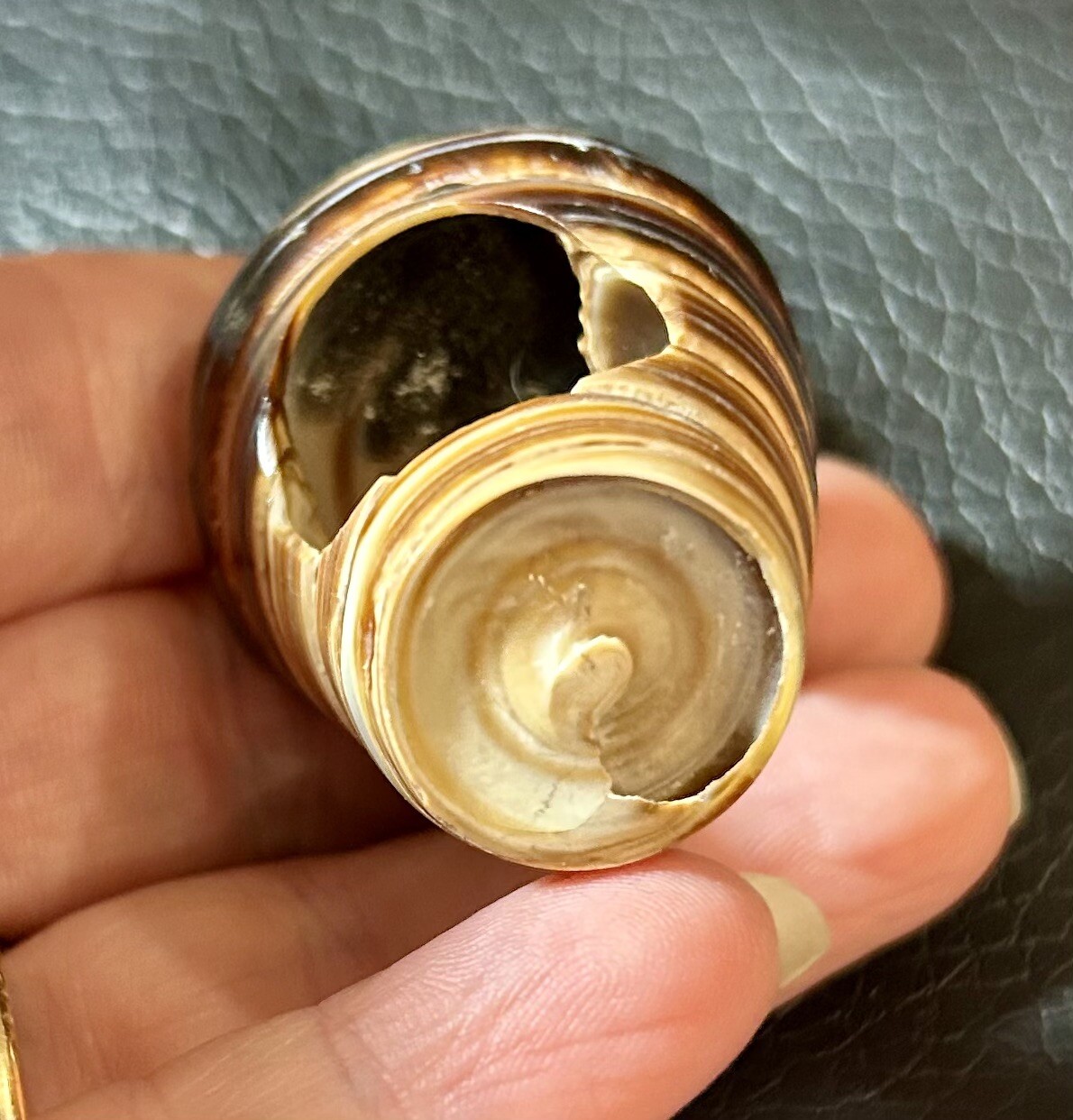 Vintage Size 7 Chunky Wide Swirl Sea Snail Shell Ring | eBay