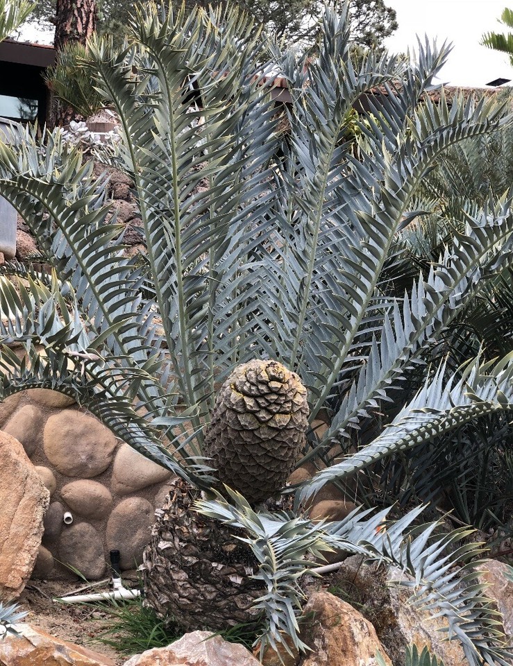 Encephalartos Horridus STEYTLERVILLE 5 Gallon Size Cycad Ice Blue ...