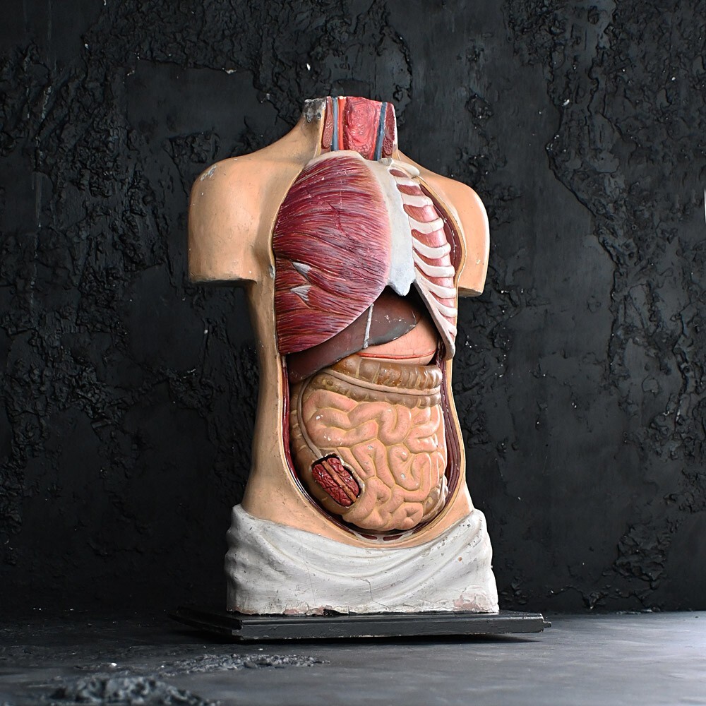Early 20th century anatomical plaster medical torso figure | eBay