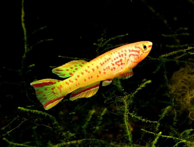 Killifish for sale >> killi.co.uk