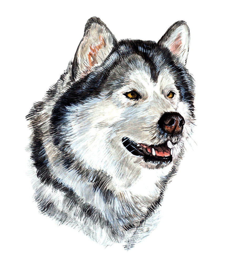 Alaska State Dog Malamute