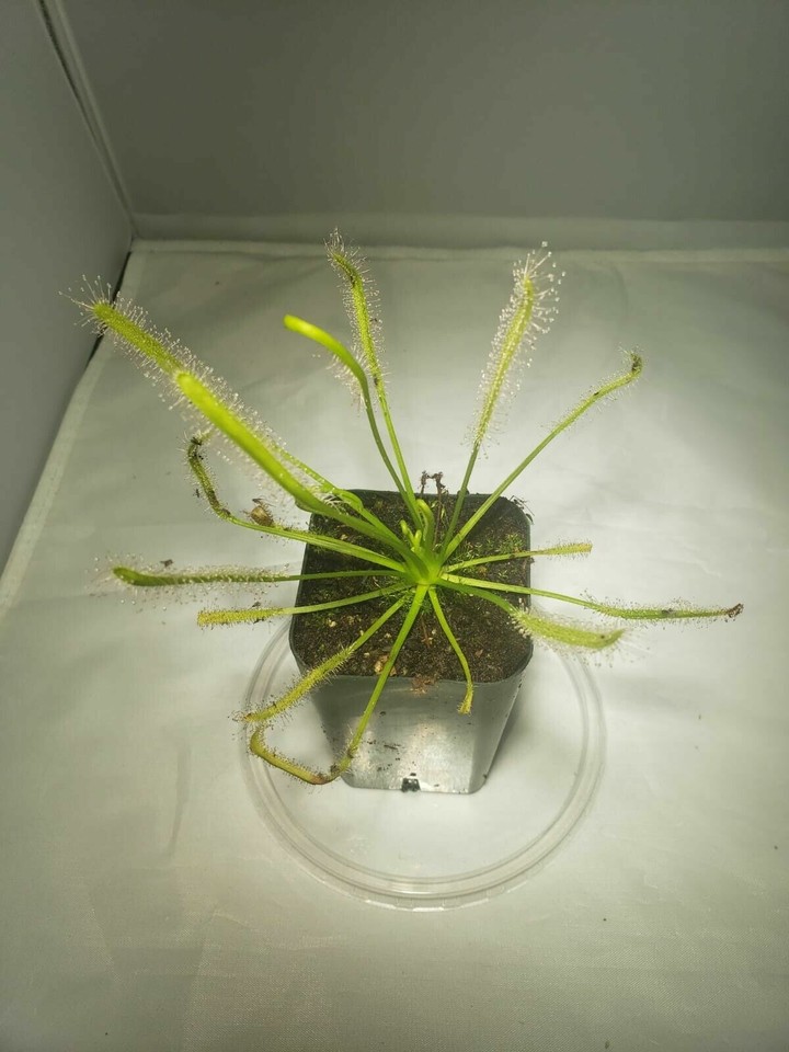 Drosera Capensis Alba White Flower (x1) Live Tropical Carnivorous ...