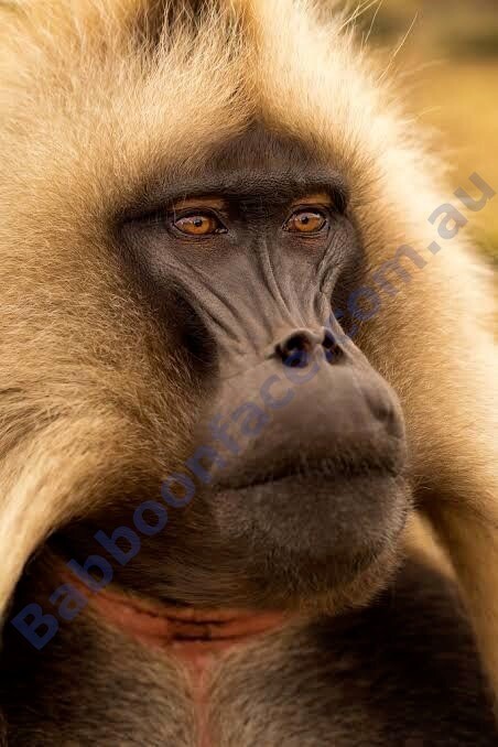 for Bobcat Fuel Tank Press Fit Bush Grommet 6553411 863 873 883 943 953 ...