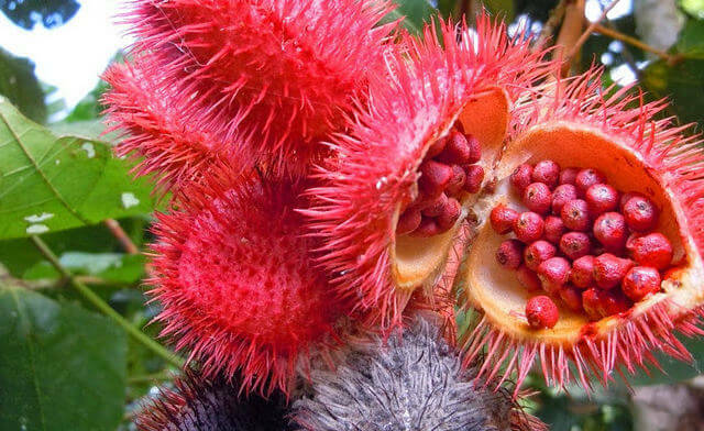 Annatto achiote live tree plant 5'' to 7'' | eBay