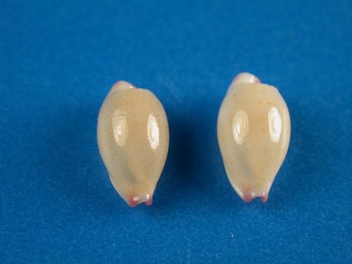 Cypraea microdon, Pair, Great Color, 8.3-8.5mm, Kwajalein Shell W1805 ...