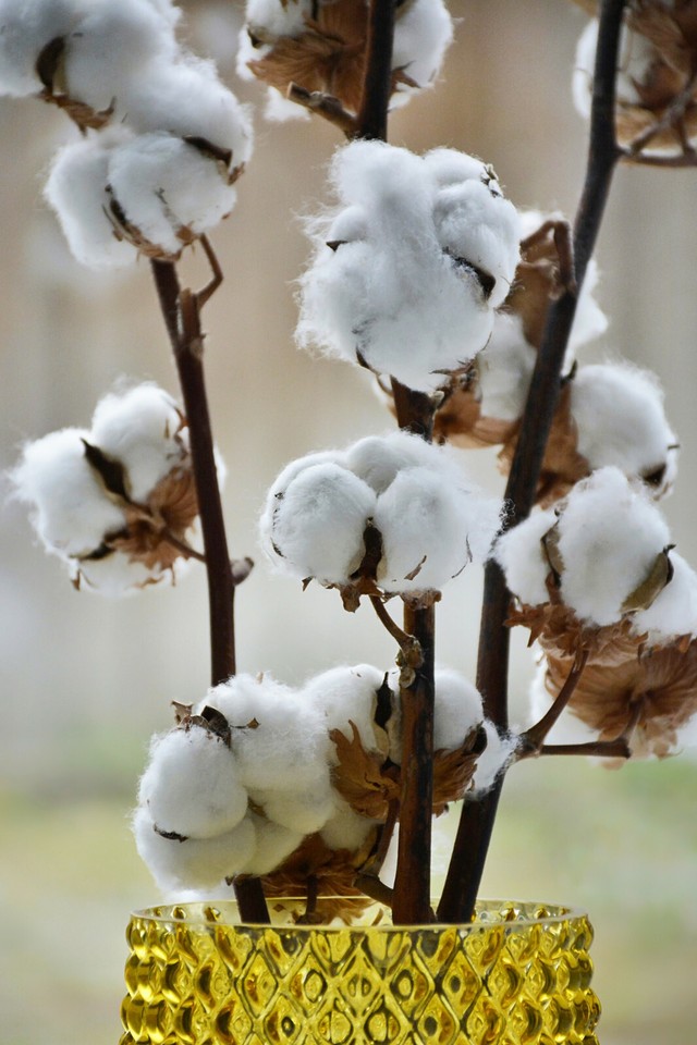 30 WHITE COTTON SEEDS *BURANDA* Non-GMO, 100% Quality, High-Density! | eBay