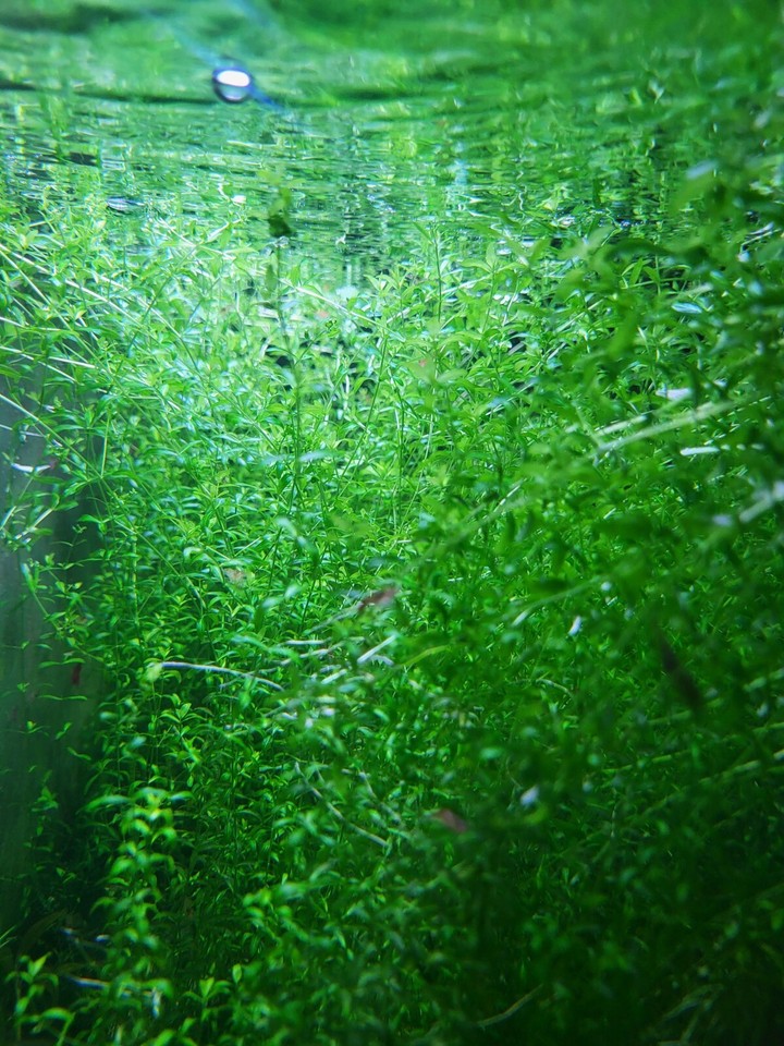 Pearl Weed - 25+ Stems - Live Aquarium Plant | eBay