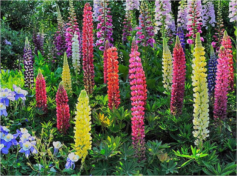 20 EXOTIC rare LUPINE SEEDS for garden flower beds plant bush USA ...