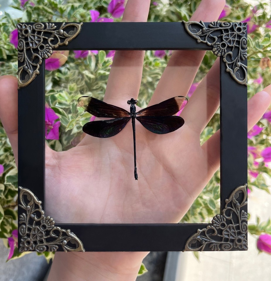 Gift for Dad Real Framed Dragonfly Insect Pinned Wall Hanging Art Decor ...