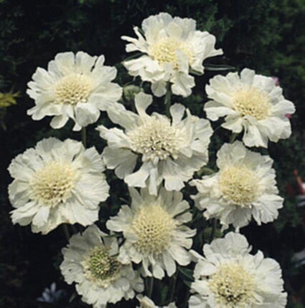 WHITE SCABIOSA PINCUSHION FLOWER SEEDS / PERENNIAL 100 fresh organic | eBay