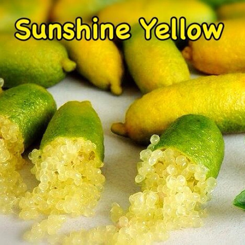 Australian Finger Lime Grafted Plant Sunshine Yellow Caviar Lime Tree ...