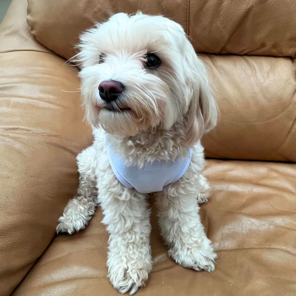 'Blue Pixel Art Butterfly' Pet Dog / Cat T-Shirt (PT060031) | eBay UK