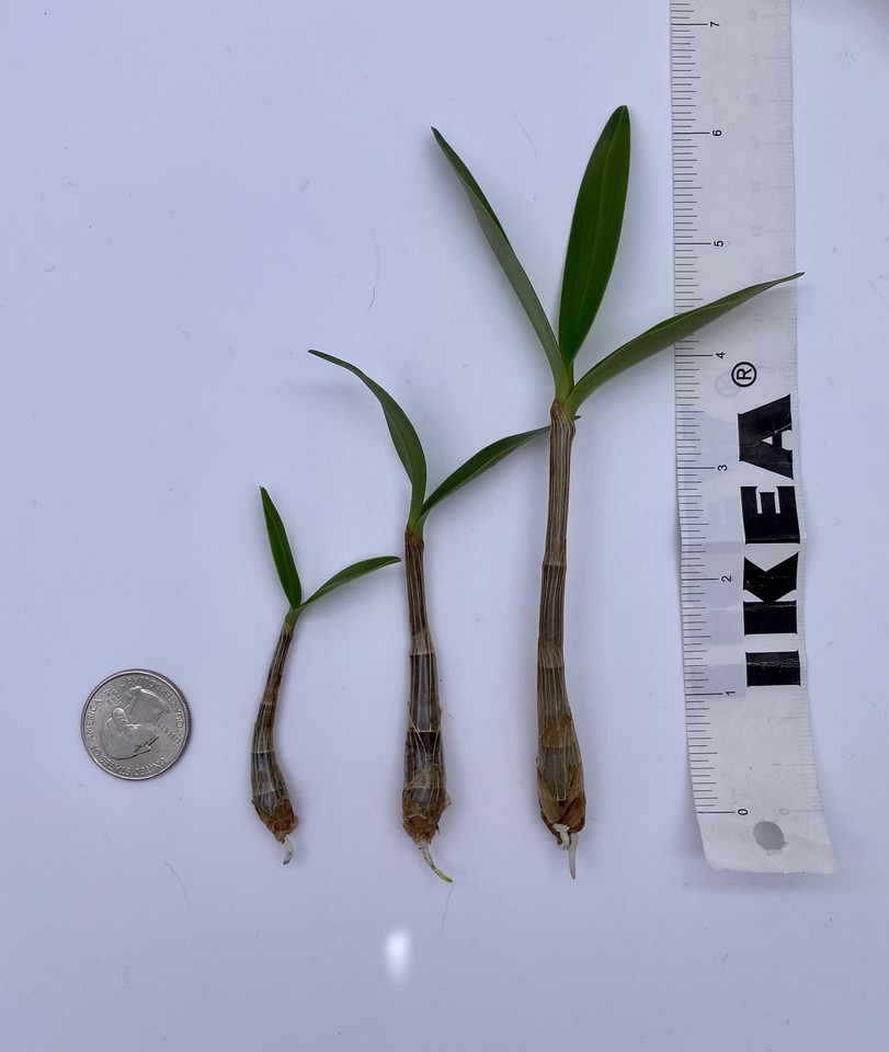 Dendrobium KINGIANUM species FRAGRANT miniature flower orchid. EASY to ...