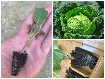 Cabbage Vegetable Plug Plants | Savoy | Winter Cropping | Ready Now ...
