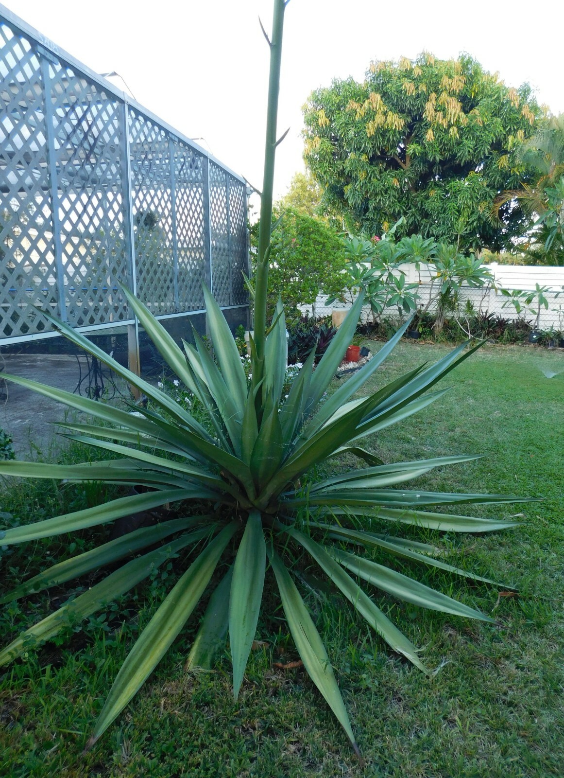 RARE Furcraea Foetida False Agave bare root seedling | eBay