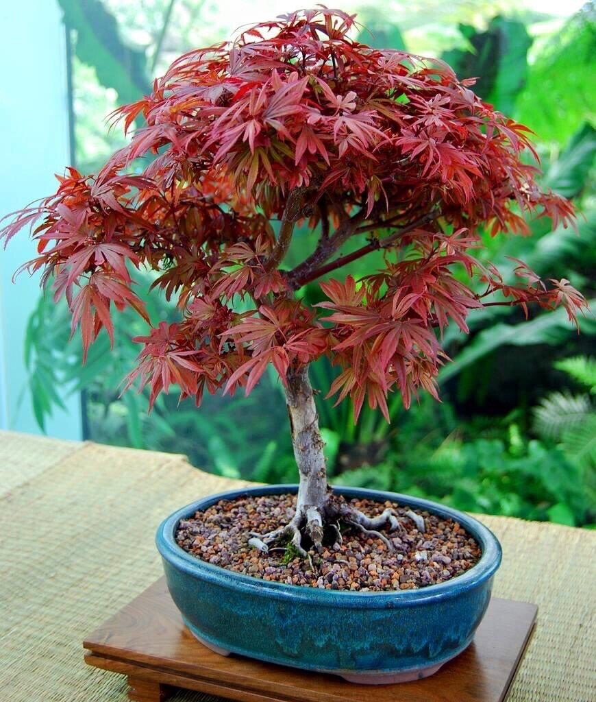 Japanese Maple Bonsai Tree Care