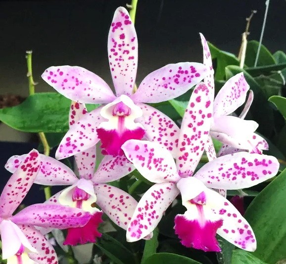Cattleya Lc. Tropical Pointer 'Cheetah' HCC/AOS, Orchid plant, RARE | eBay