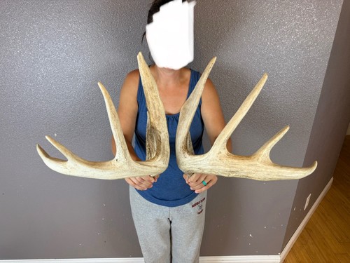 Two Big Whitetail Deer Antlers Sheds Horns Rustic Decor Rattle Rattling ...