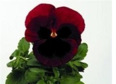 15 x Pansy F1 Inspire Red with Blotch winter flower medium plug plants ...
