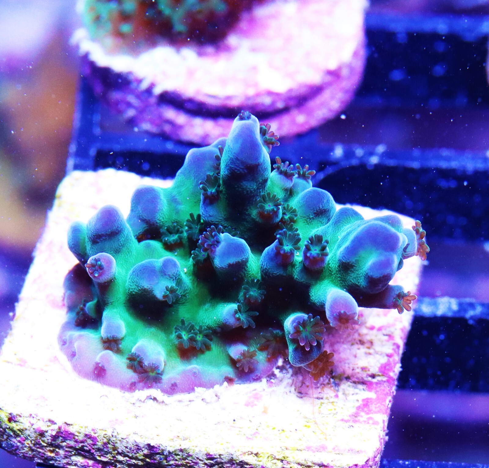 Mother of Pearl Tort Acropora Zoanthids Paly Zoa SPS LPS Corals ...