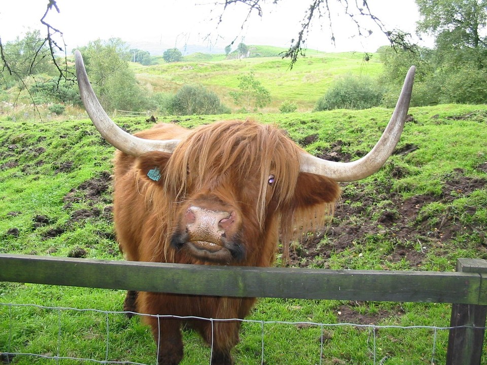 Dapol C026 0-4-0T - BR Pug Locomotive 00 Gauge Plastic Model Kit | eBay