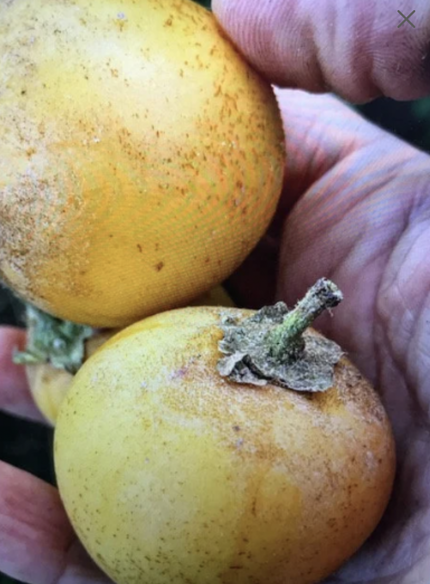 Super Rare and Tasty ! Brazilian Sunberry Organic Seeds (20). Solanum ...