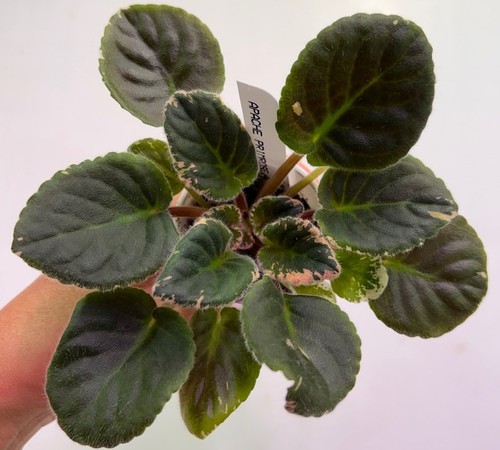 African Violet Plant- "Apache Primrose" (standard) | eBay