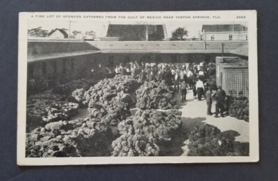 Selling Sponge Tarpon Springs FL Unposted Postcard Sponges gathered ...