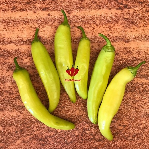 HUNGARIAN YELLOW Chilli Pepper 30 SEEDS MILD 1,000 - 15,000 SHU | eBay