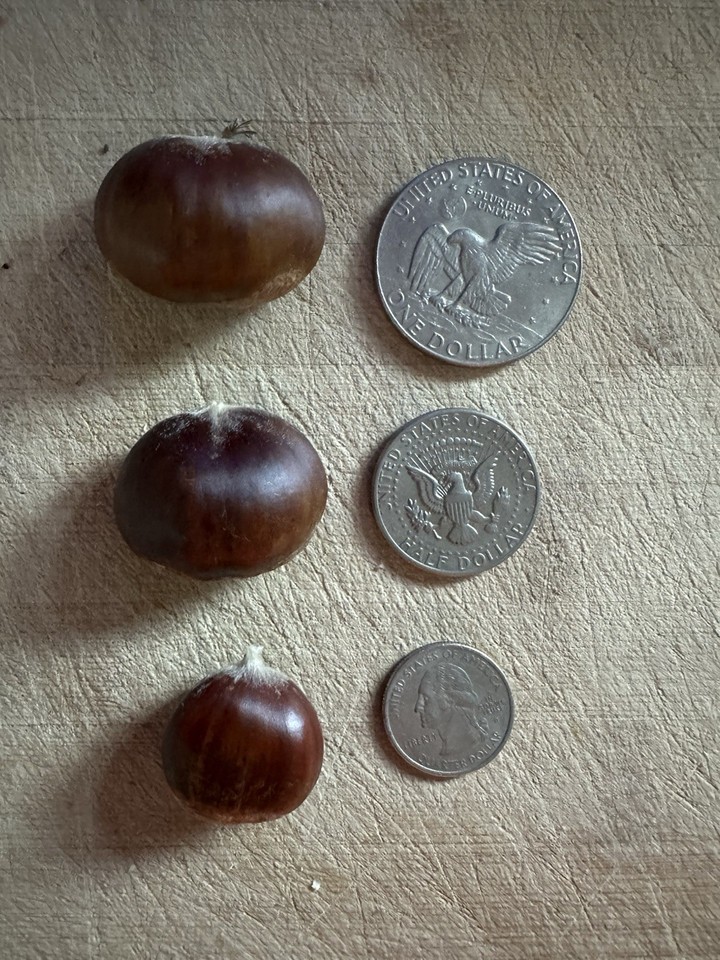 12 Chinese Chestnuts -Chinese/American Hybrid Seeds | eBay